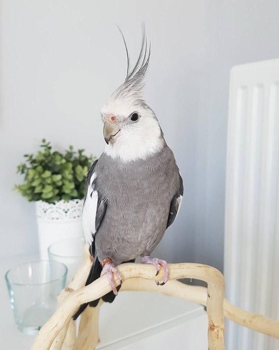 Tipos de ninfas ¿ Como saber si una ninfa es macho o hembra? 🦜