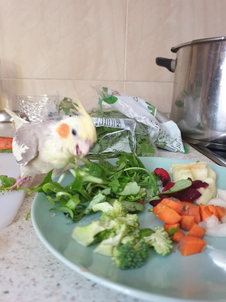 Alimentos para ninfas: ¡el mejor menú!