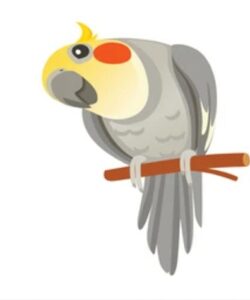 👉 ¿Cómo cuidar a las Ninfas? Entra y Descúbrelo